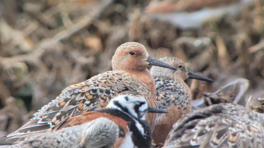 See For Yourself – Delaware Bay Shorebird Project